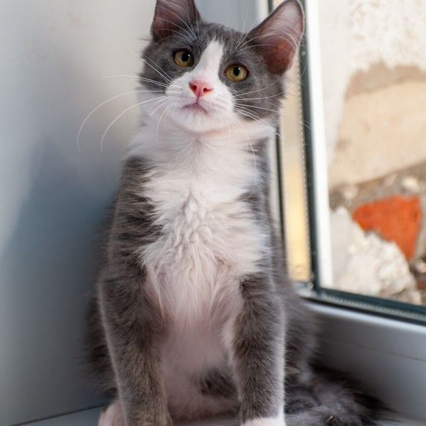 Котик Купер ищет семью