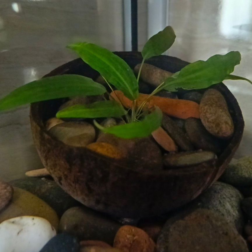 Аквариумные растения живые