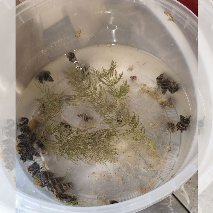 Улитка Хелена