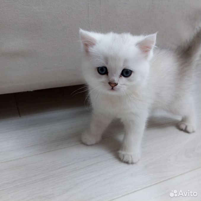 Котенок серебристая шиншилла