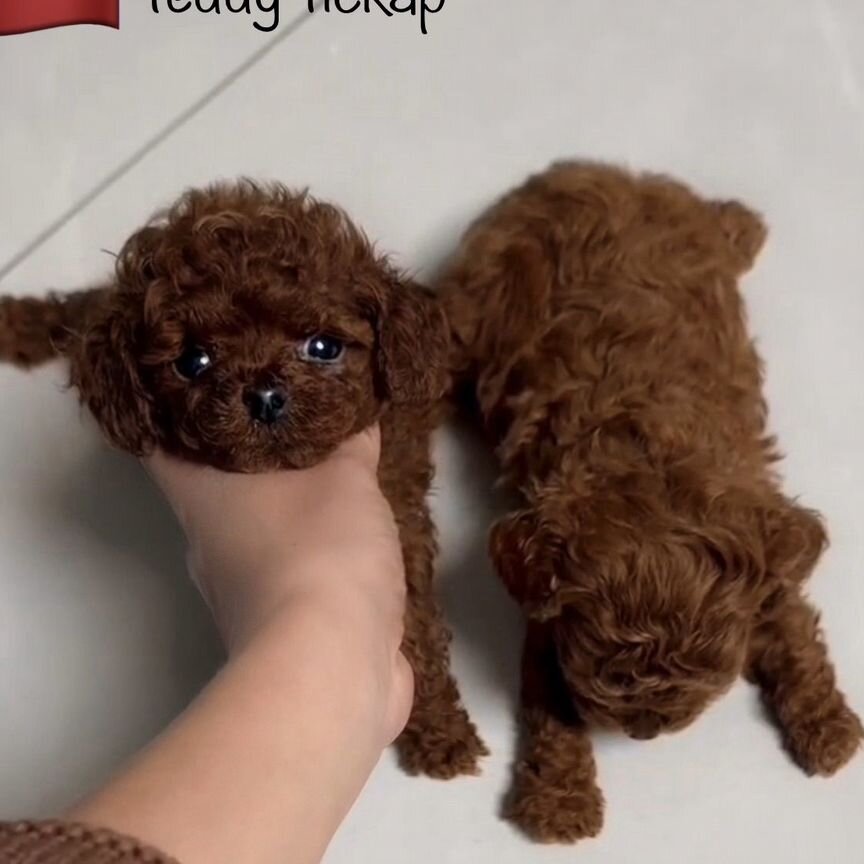 Той-пудель, щенок