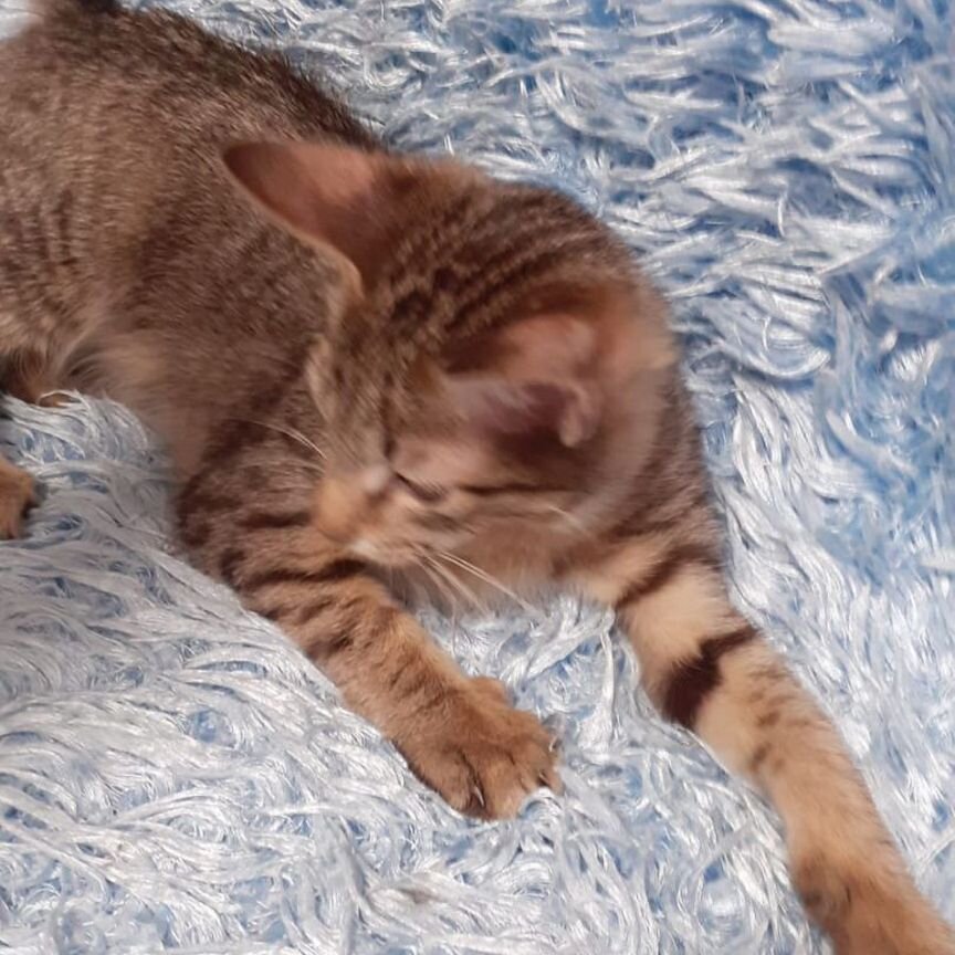 Симпатюля красотуля котёнок мальчишечка ищет Дом