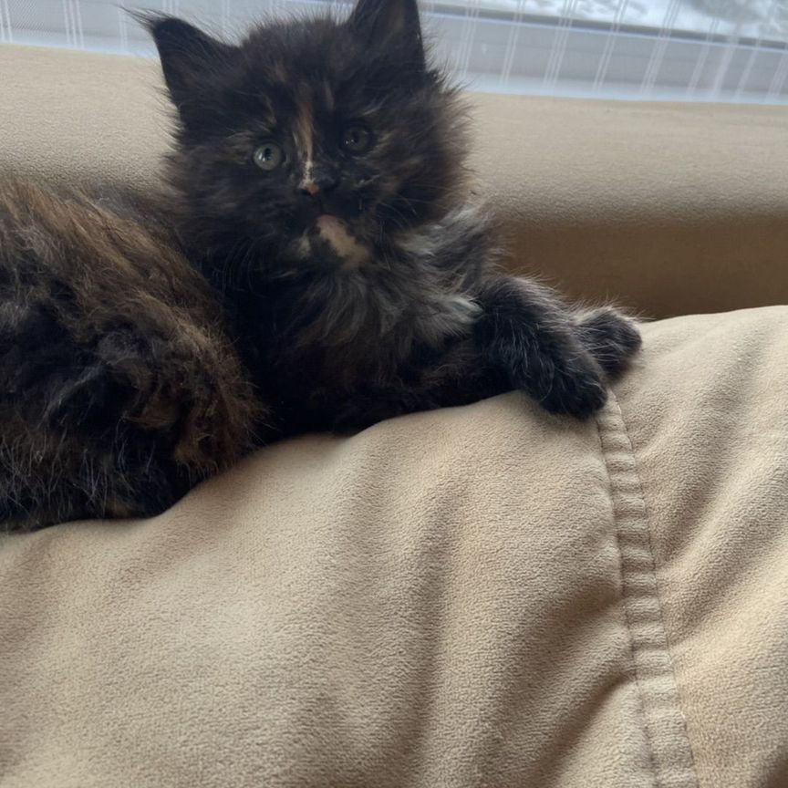 Котята мейн-кун