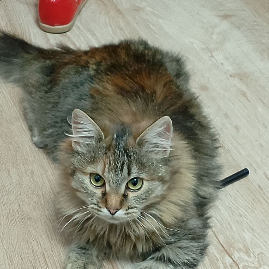 Сиамская кошечка