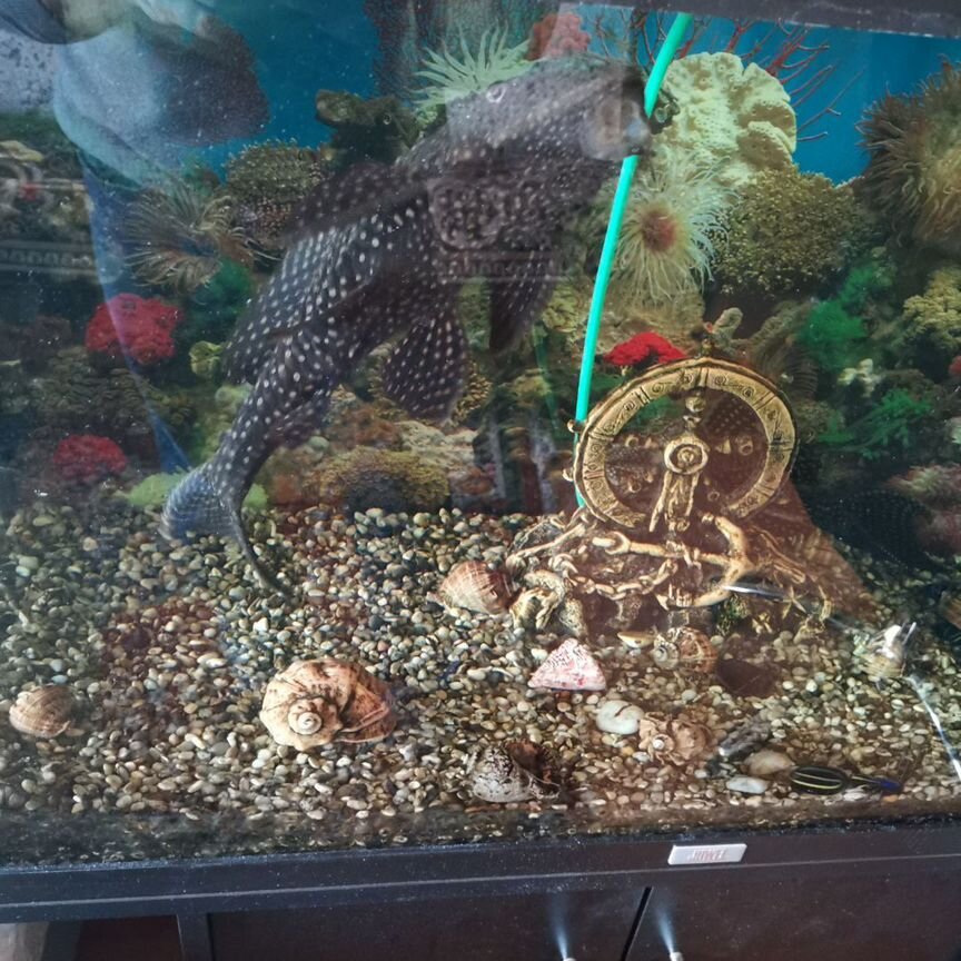 Два сомика в добрые руки