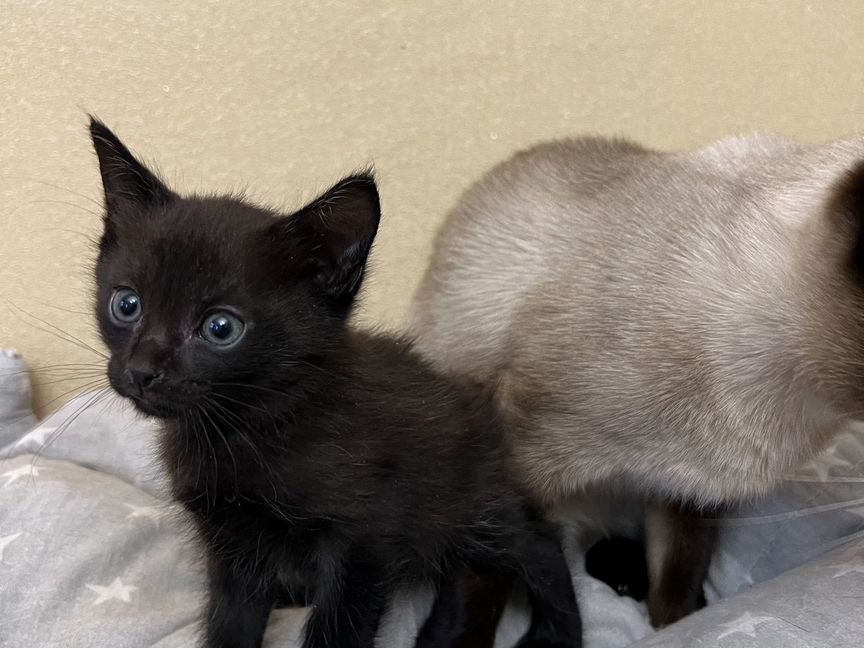 Меконгский бобтейл