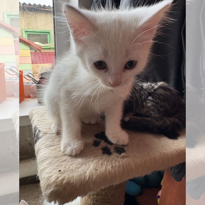 Турецкая ангора котёнок