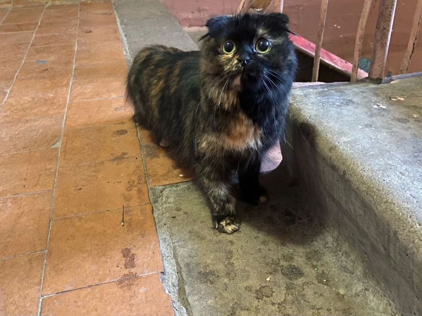 Найдена кошка