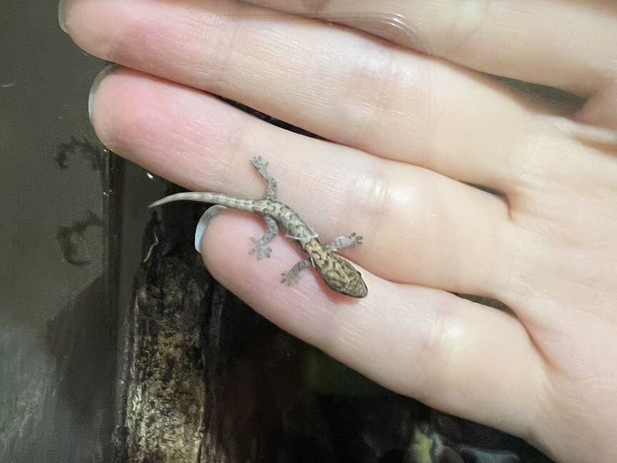 Траурный геккон (Lepidodactylus lugubris)