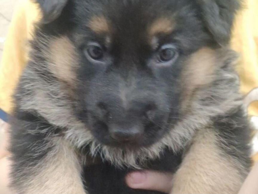 Супер охрана