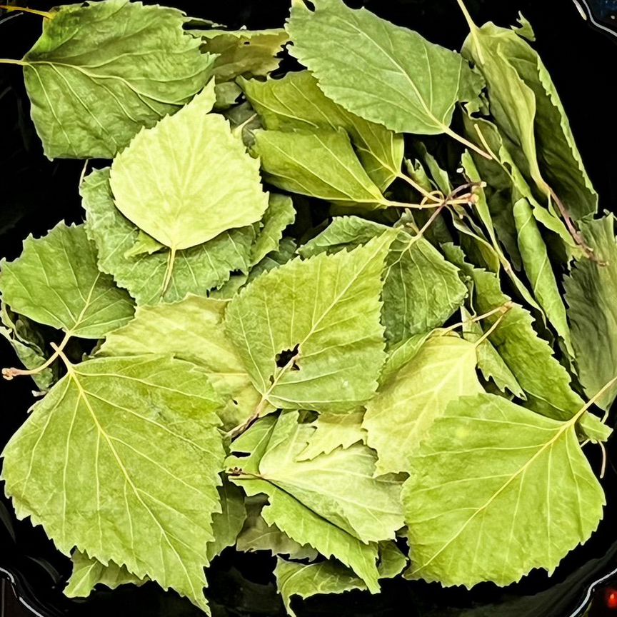 Лист березы аквариум аквариумистика креветочник