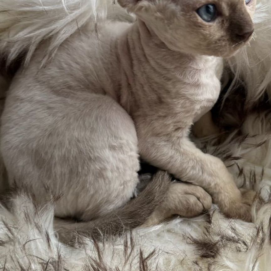 Красавчик девон рекс