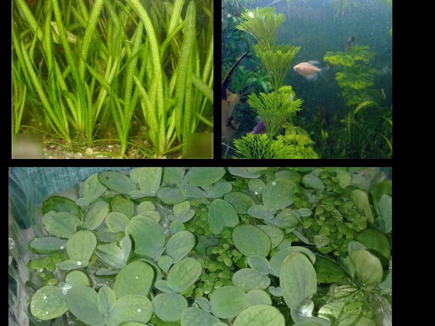 Растения для аквариума