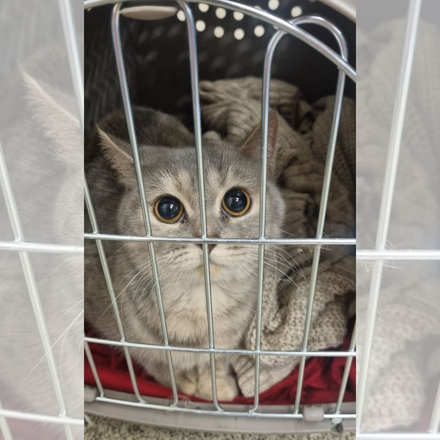 Британский короткошёрстный котёнок