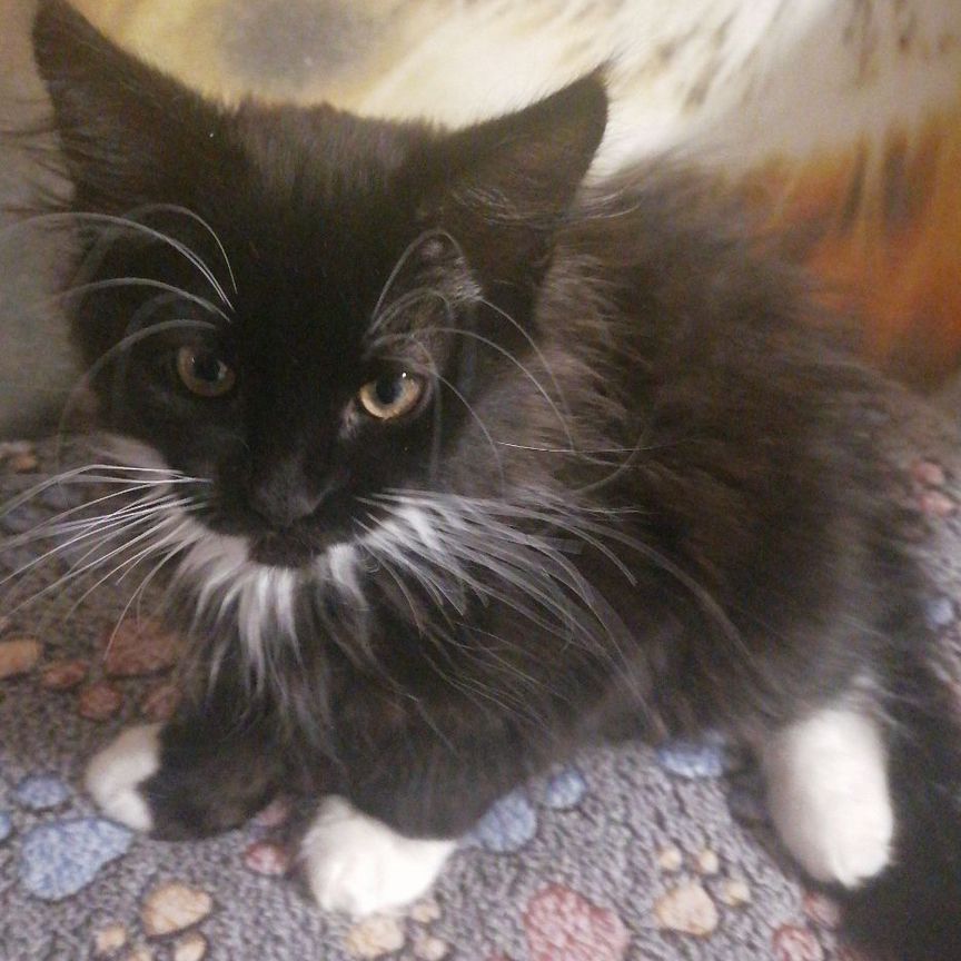 Мейн-кун котёнок