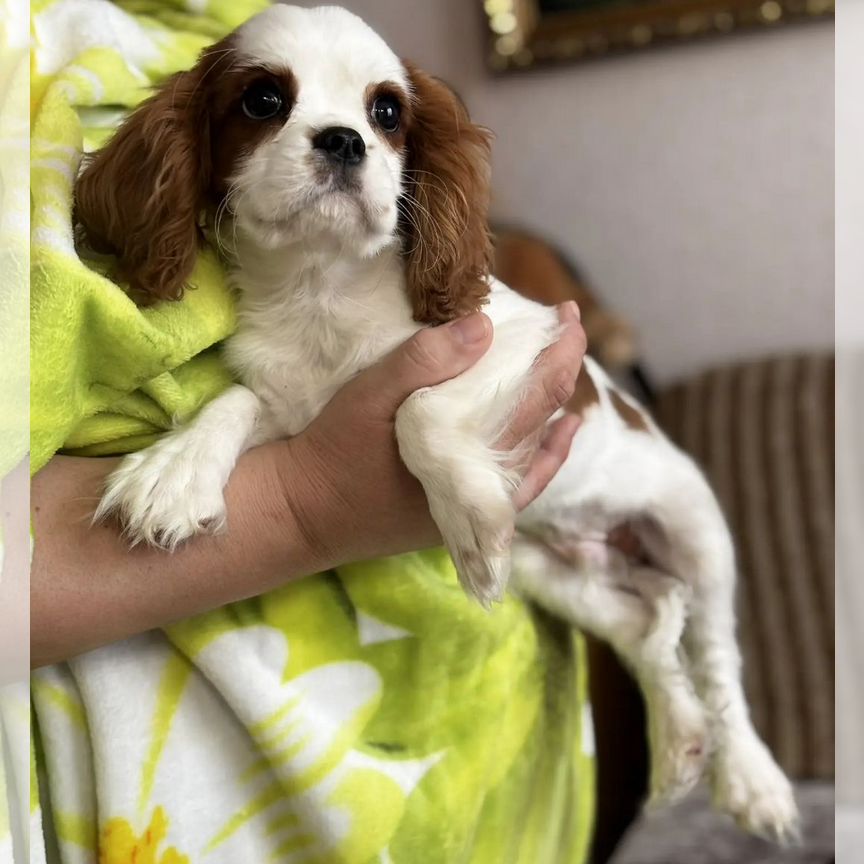 Кавалер кинг-чарльз-спаниель, щенок