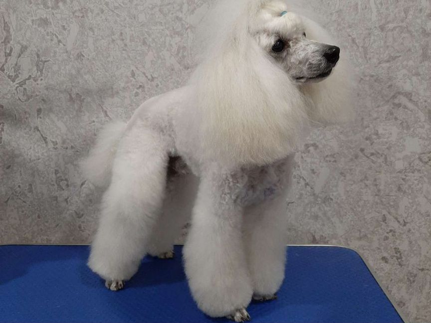 Жених, миниатюра. Ищем невест)