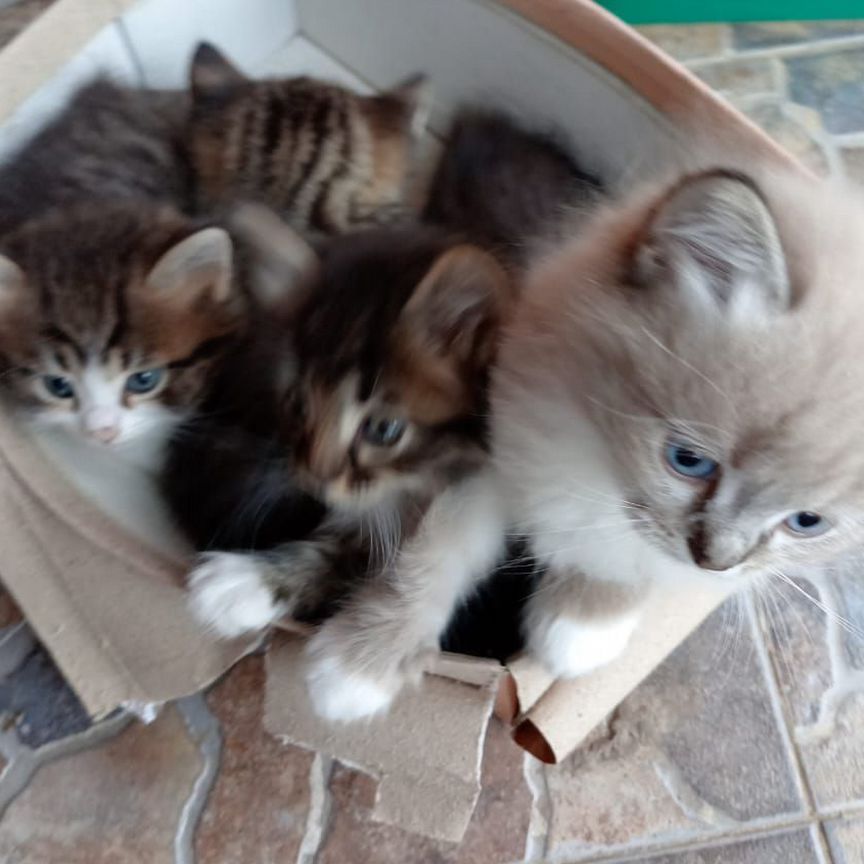 Котята в добрые руки бесплатно
