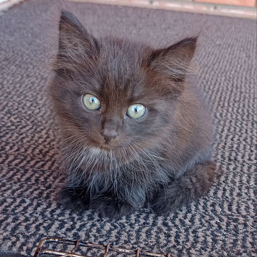 Котята отдадим в добрые руки