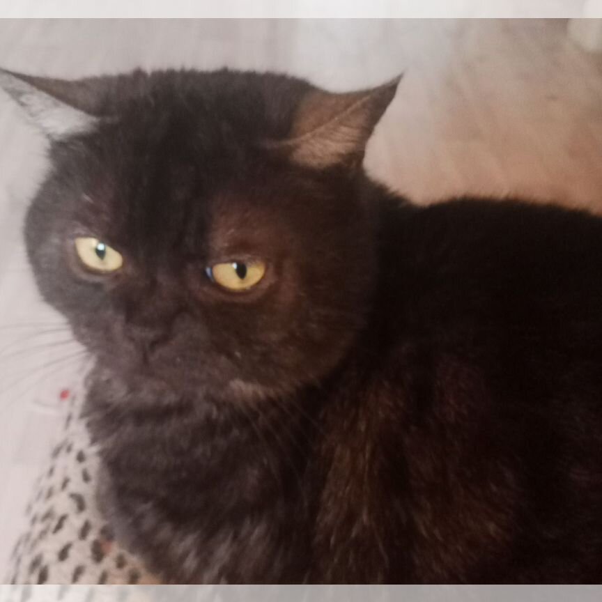 Шотландский вислоухий короткошёрстный, взрослый кот