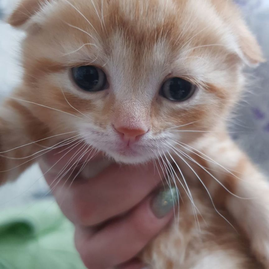 Шотландские вислоухие котята