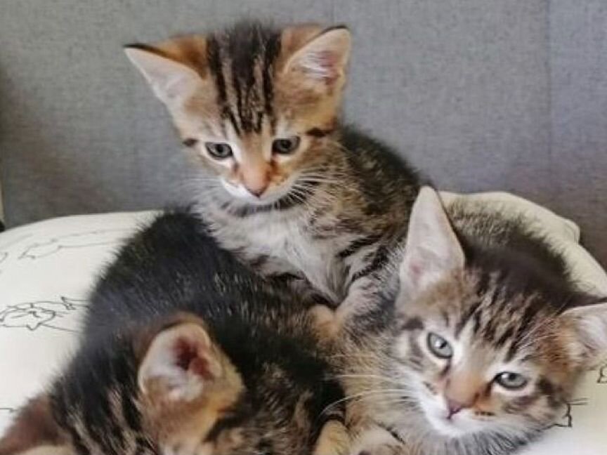 Пожалейте котят сирот
