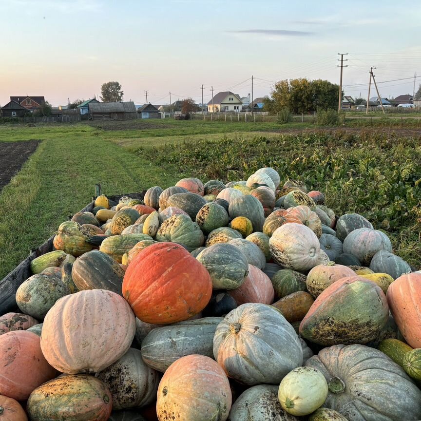 Тыква кормовая