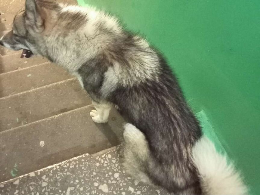 Сабака Хаски, Восточно Сибирская Лайка