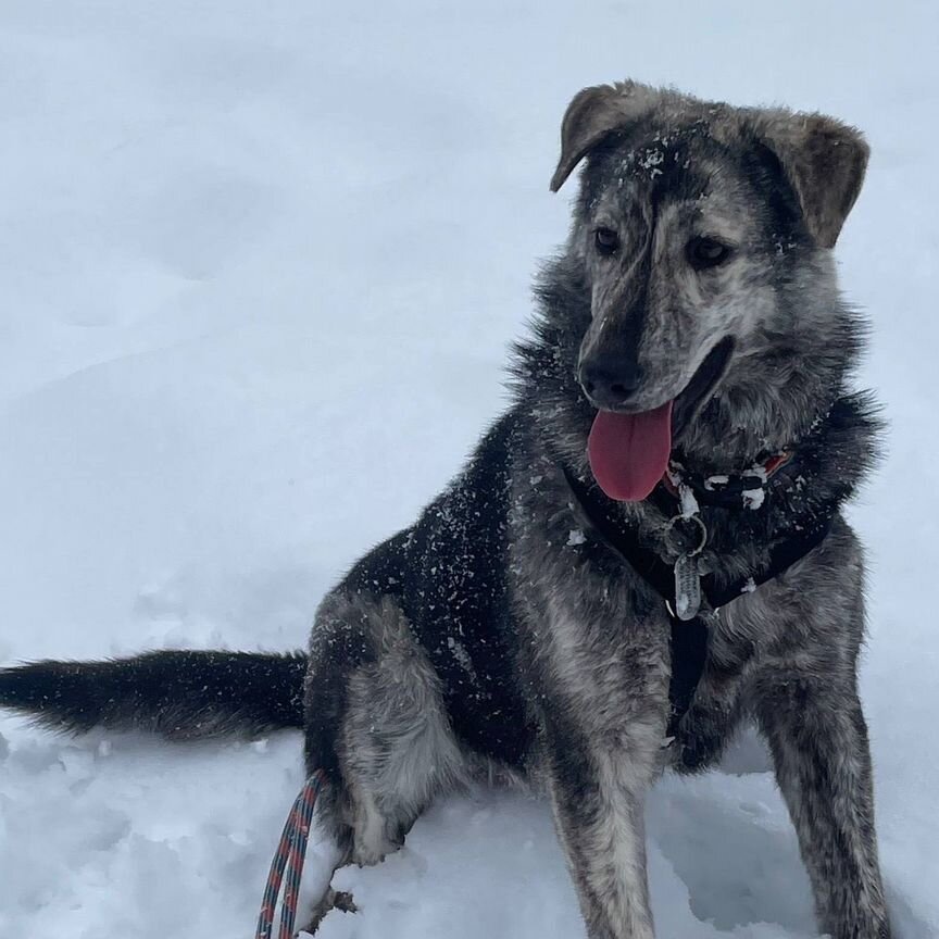 Щенок из приюта