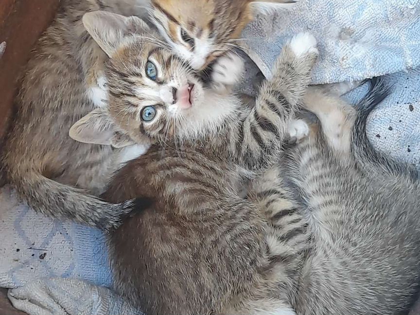 Котята