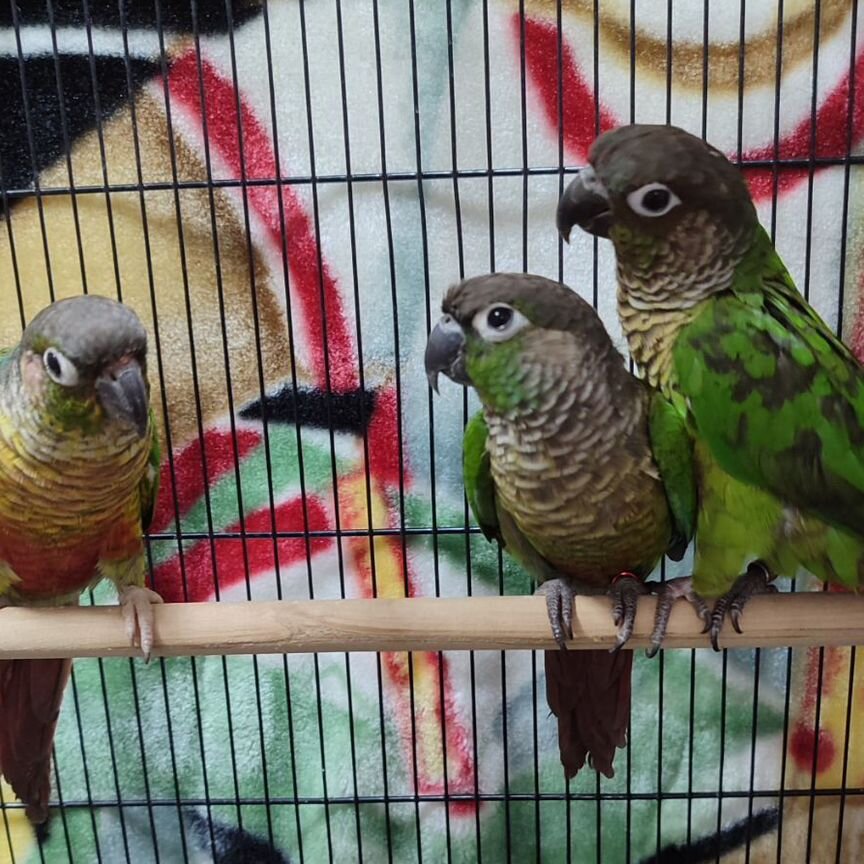 Попугай пиррура и другие(малыши выкормыши)