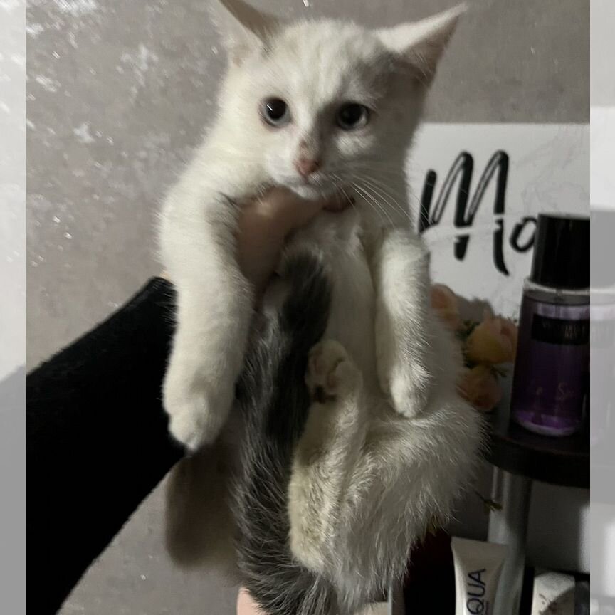 Кошка с разными глазами