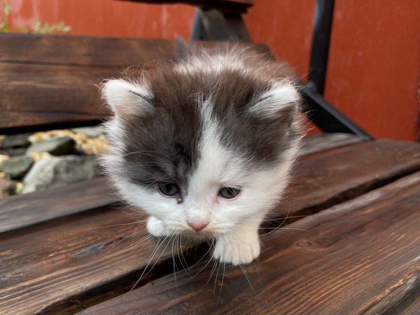 Животные ангорка