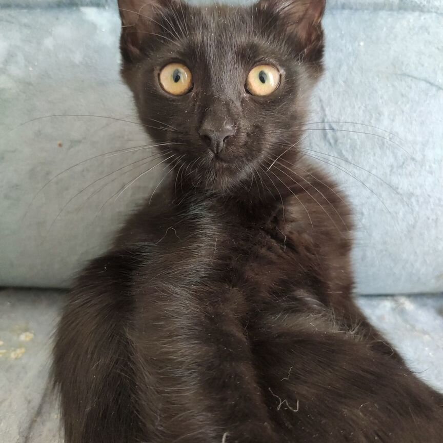 Котенок Жужик