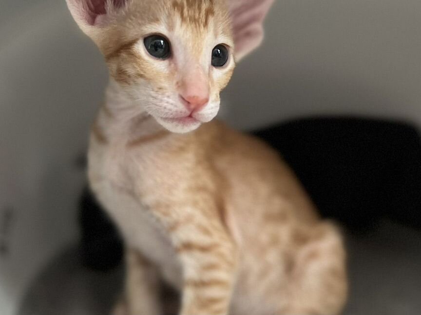 Ориентальный котенок. Кот