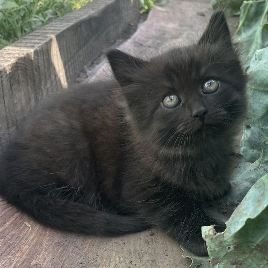 Кошка