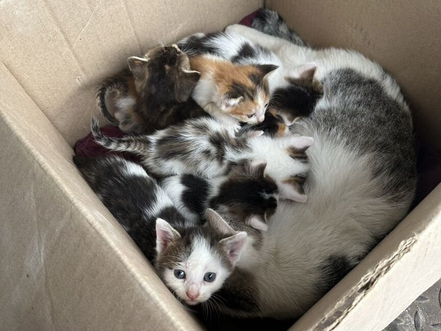 Котята в добрые руки