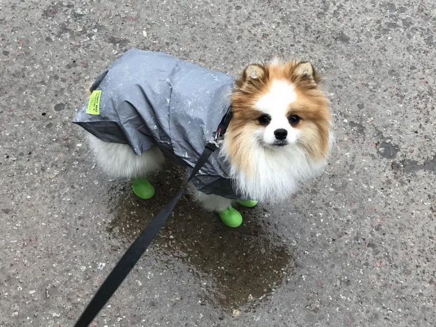 Плащ для собак