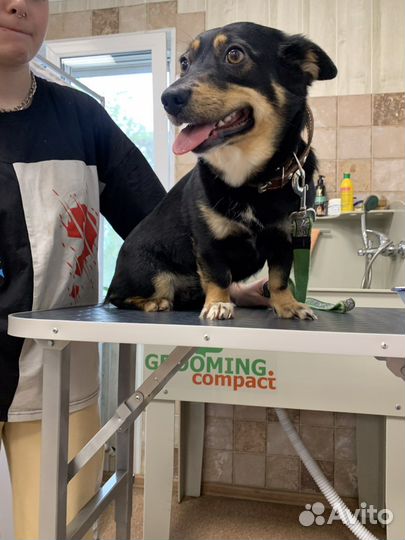 Маленькая как корги