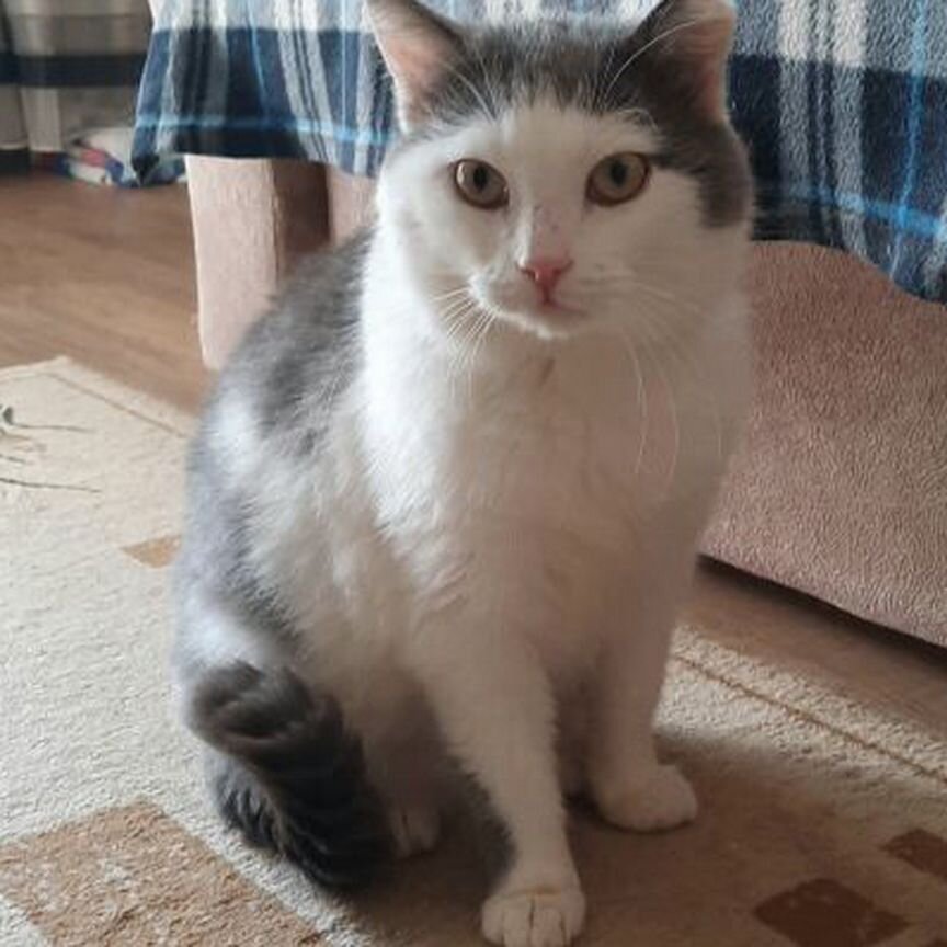 Взрослый кот в добрые руки