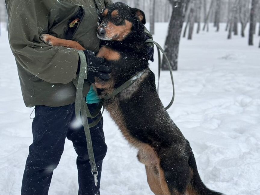Чарли. Собачий принц. Приют Некрасовка. В дар