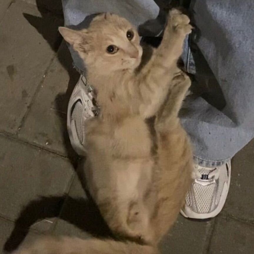 Котики бесплатно