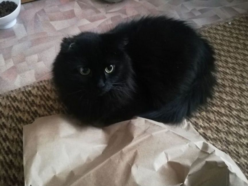 Кошечка без ушка в добрые руки