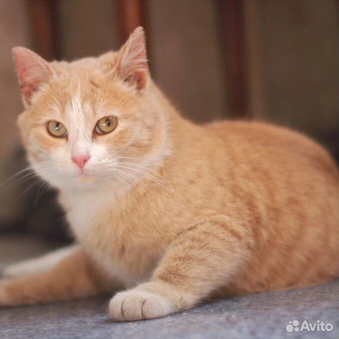 Солнечный котик ищет дом