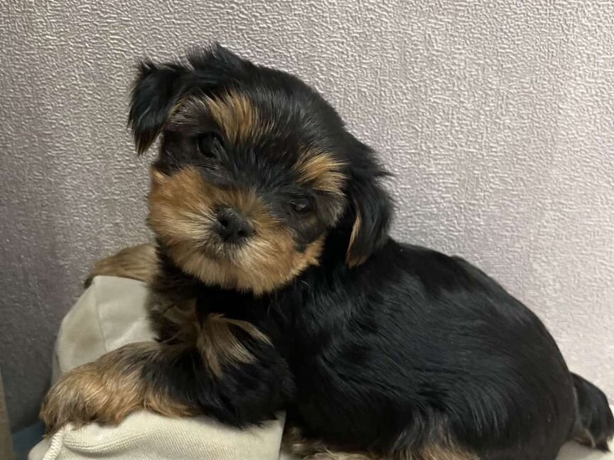 Йоркширский терьер щенки стандарт