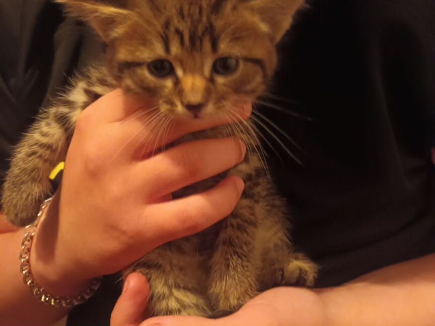 Котята в добрые руки бесплатно