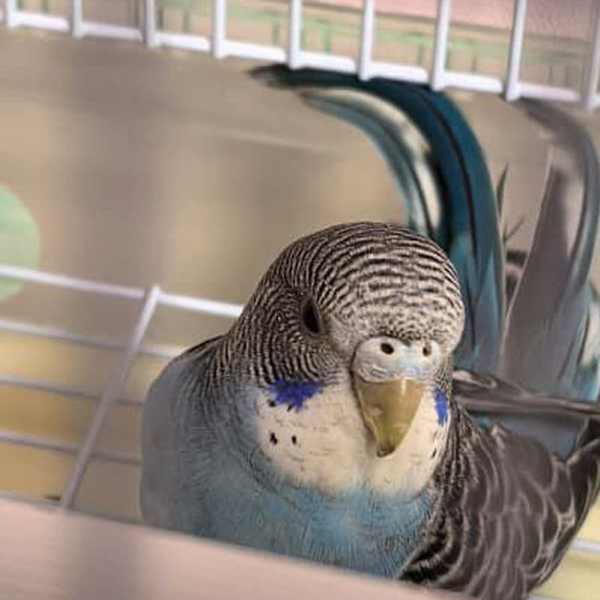 Волнистый попугай девочка