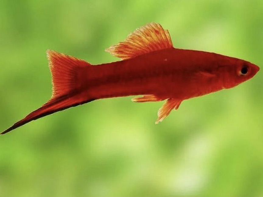 Меченосцы аквариумные рыбки