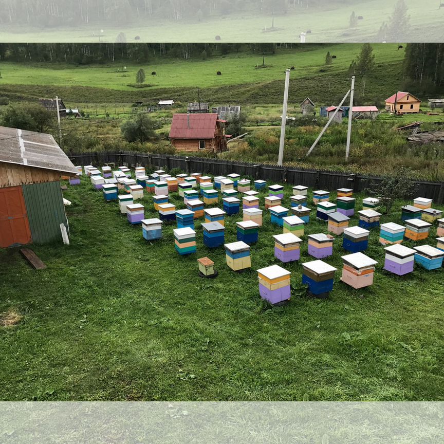 Продажа пчелосемьи