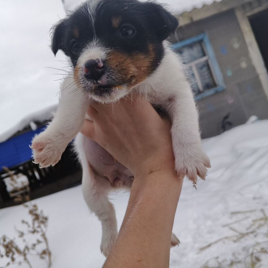 Продам щенят